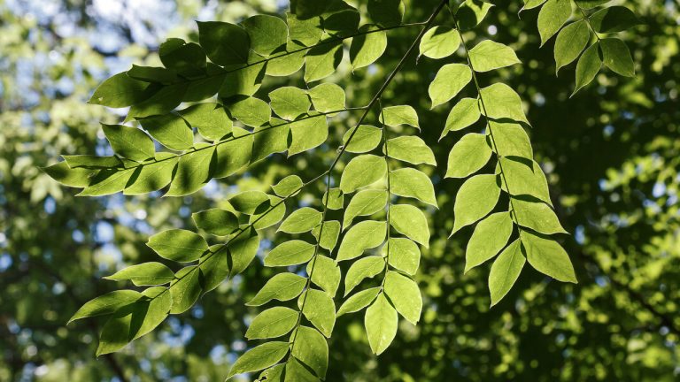 Native Trees for the Great Plains | Mulhall's