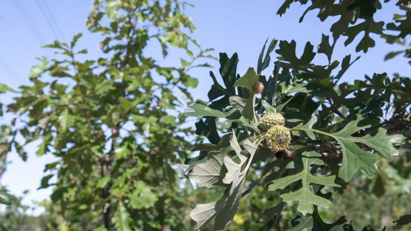 Native Trees for the Great Plains | Mulhall's