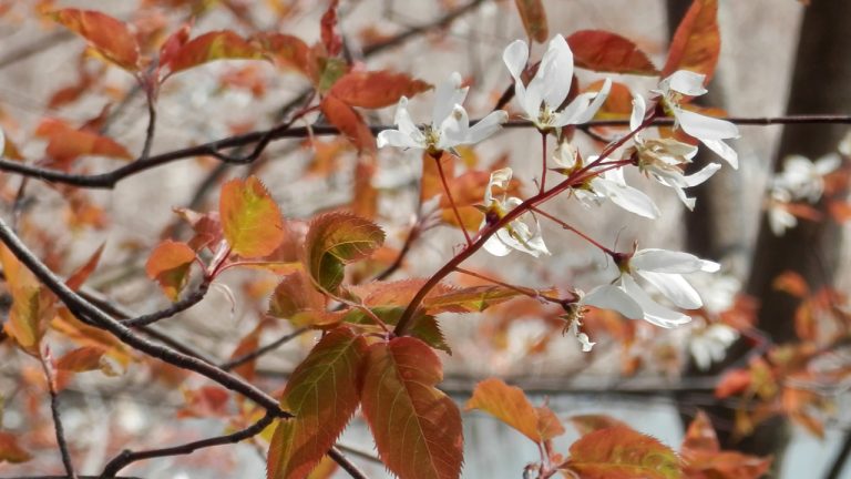 Native Trees for the Great Plains | Mulhall's