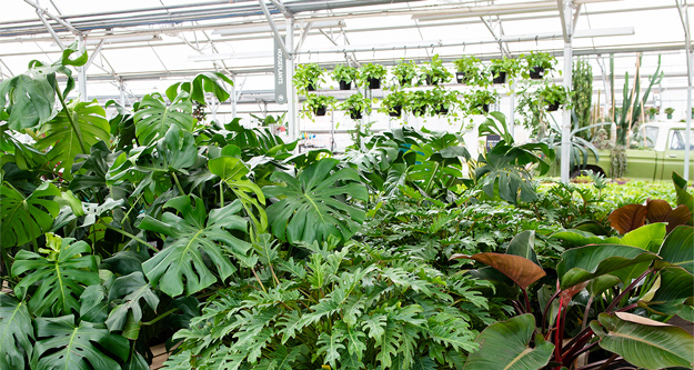 Mulhall S Garden Center Omaha Nebraska | Fasci Garden