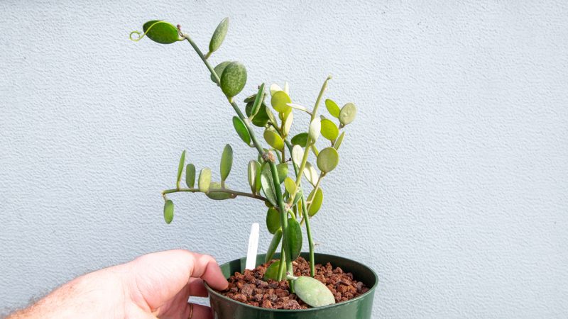 Introducing the Beautiful Silver Dollar Vine | Mulhall's