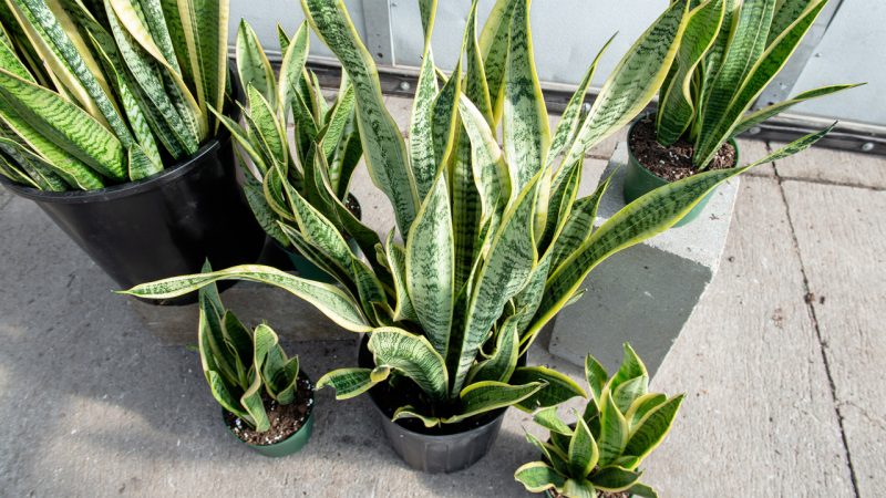 Sansevierias Varieties | 5 Types Of Sansevierias | Mulhall'sMulhall's