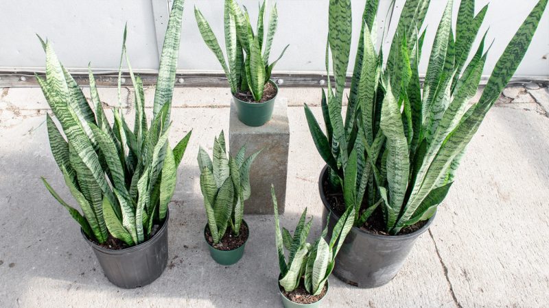 Sansevierias Varieties | 5 Types Of Sansevierias | Mulhall'sMulhall's
