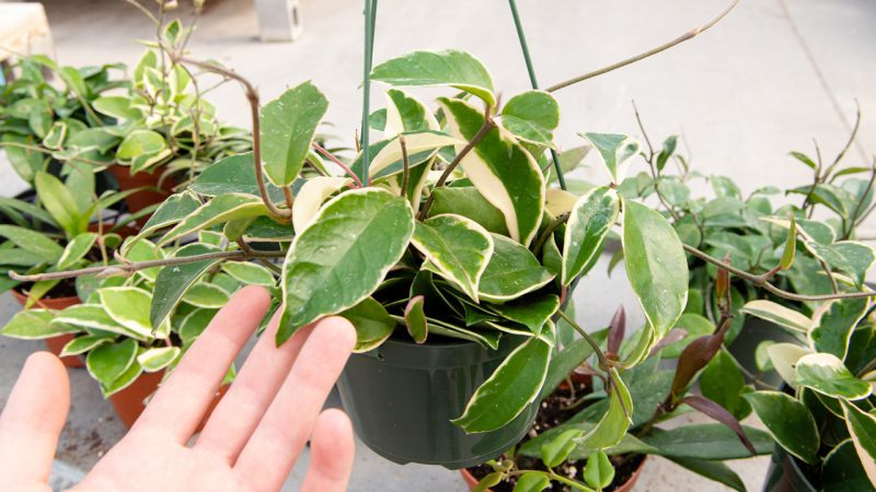 8 Hoyas to Love | Hoya Varieties | Mulhall's