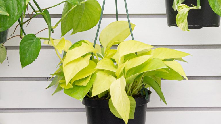 5 Pothos for the Indoor Jungle | Mulhall's