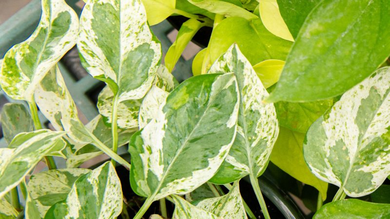 5 Pothos for the Indoor Jungle | Mulhall's