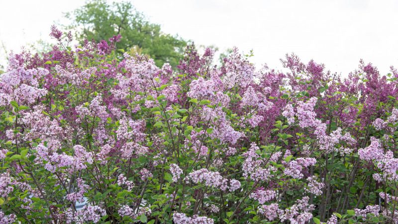 Reasons to Love Dwarf Lilacs | Dwarf Lilac Shrubs | Mulhall's