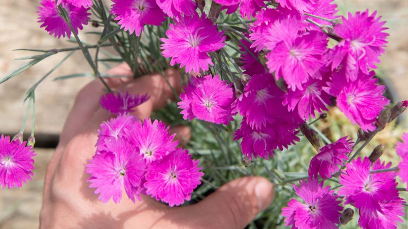 The Boldest Blooms for the Spring Landscape | Mulhall's