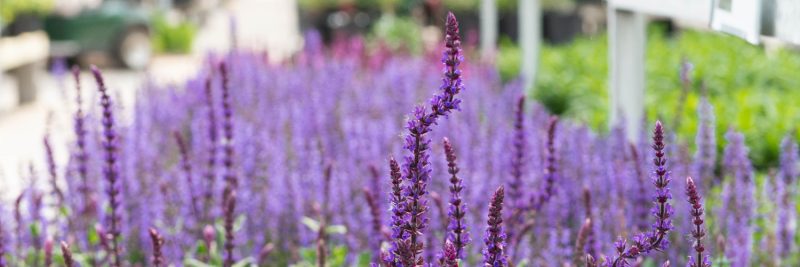 The Boldest Blooms for the Spring Landscape | Mulhall's