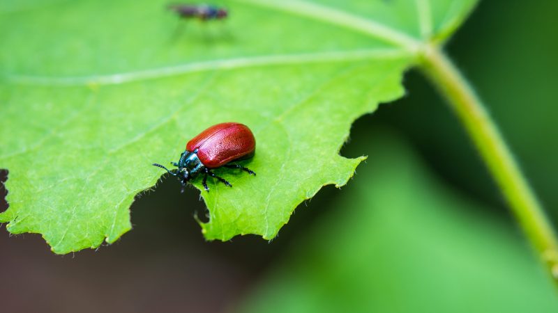 The Mysterious Language of Plants | Mulhalls