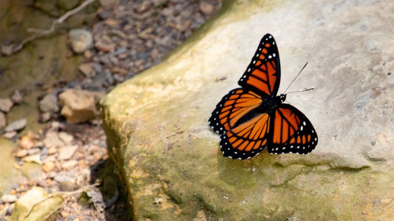 Secrets to a Thriving Butterfly Garden | Mulhall's