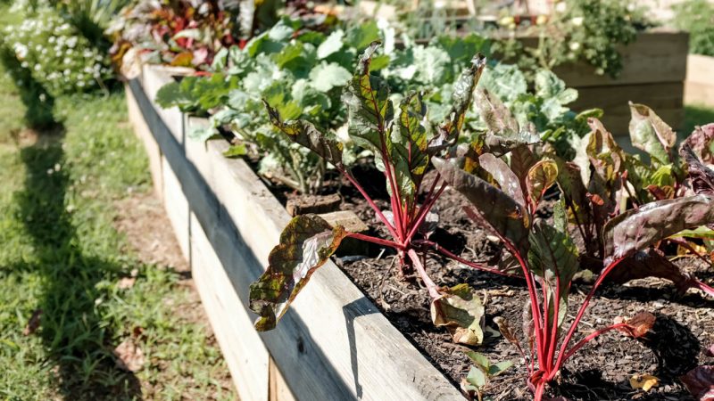 Tips for Starting a Fall Vegetable Crop | Mulhall's