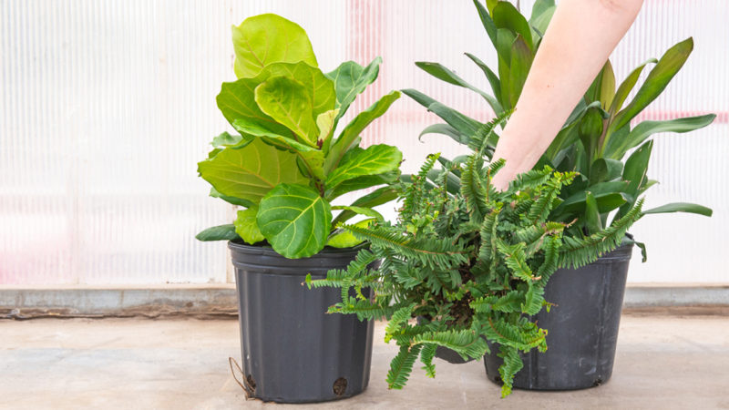 Ideal Houseplants for Each Personality | Mulhall's