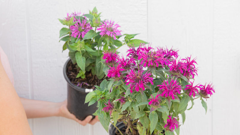 5 Midwest Perennials to Support Pollinators | Mulhall's