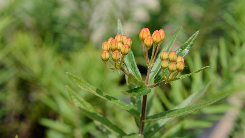 Our Favorite Nebraska Native Plants | Mulhall's