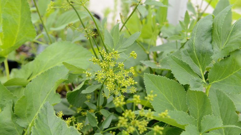 Our Favorite Nebraska Native Plants | Mulhall's