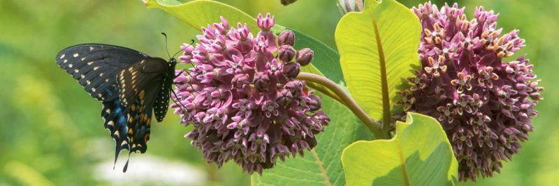 Our Favorite Nebraska Native Plants | Mulhall's