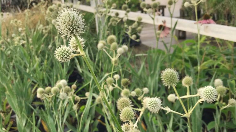 Our Favorite Nebraska Native Plants | Mulhall's