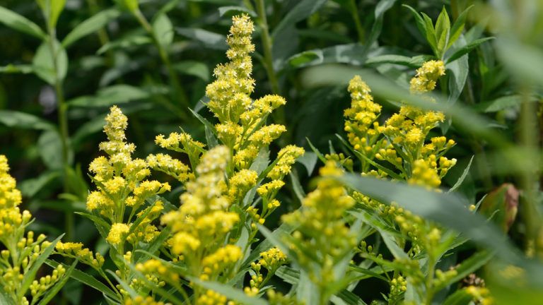 Our Favorite Nebraska Native Plants | Mulhall's