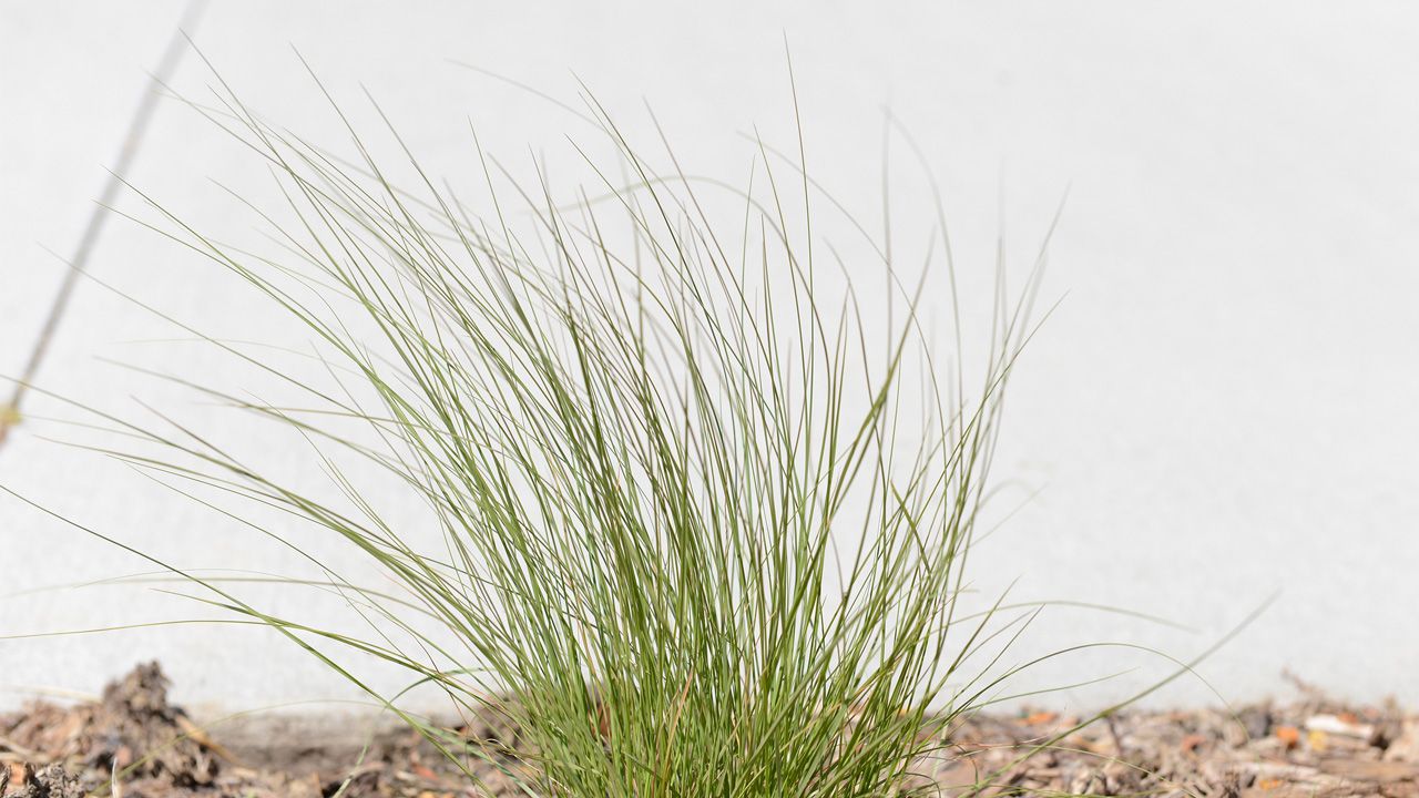 The Native Planting in Our Plaza | Mulhall's