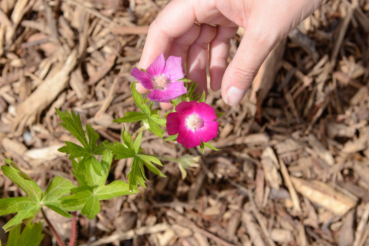 The Native Planting in Our Plaza | Mulhall's
