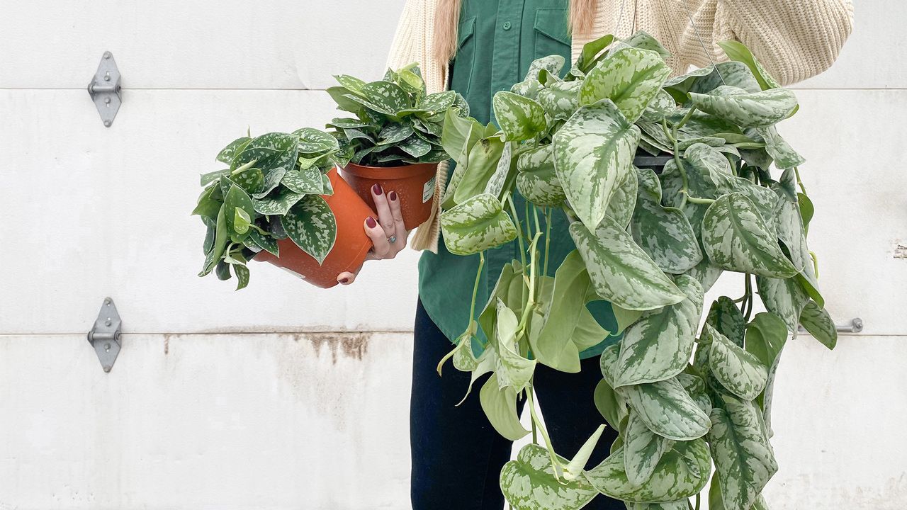 Pothos, Scindapsus, + Epipremnum Care | Mulhalls