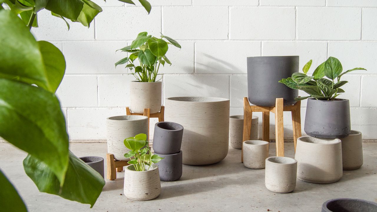 Monstera Care Guide | Plant Guides | Mulhall's