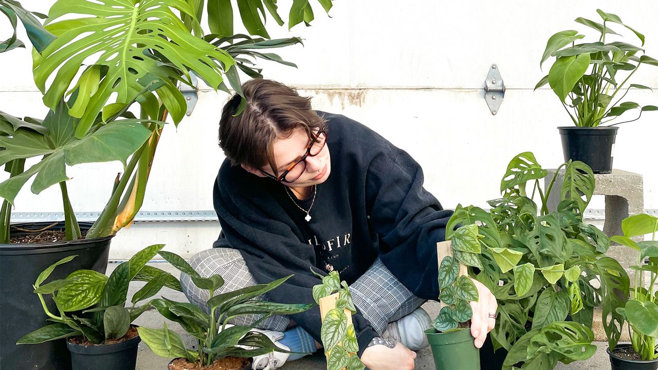 Monstera Care Guide | Plant Guides | Mulhall's