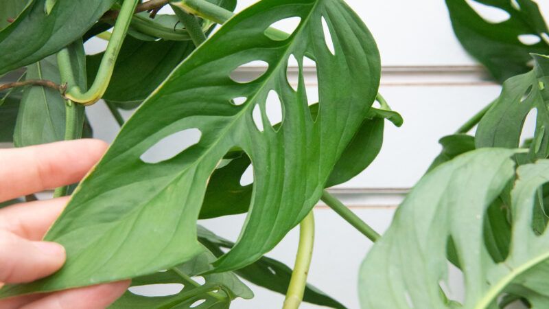 Monstera Care Guide | Plant Guides | Mulhall's
