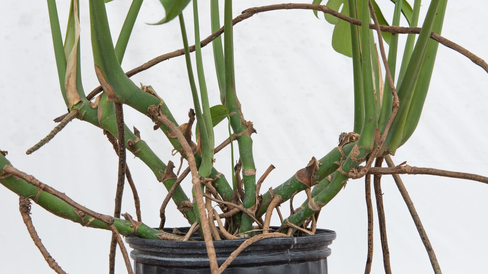 Monstera Care Guide | Plant Guides | Mulhall's