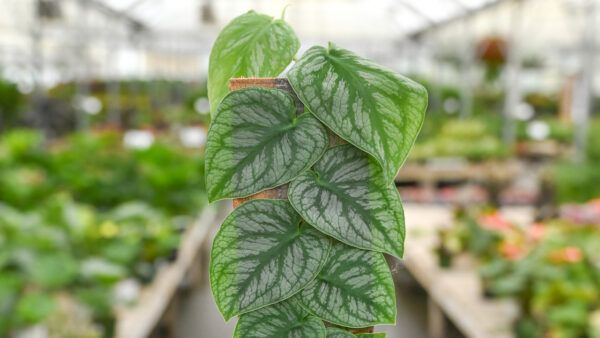 Monstera Care Guide | Plant Guides | Mulhall's