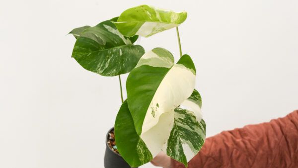 Monstera Care Guide | Plant Guides | Mulhall's