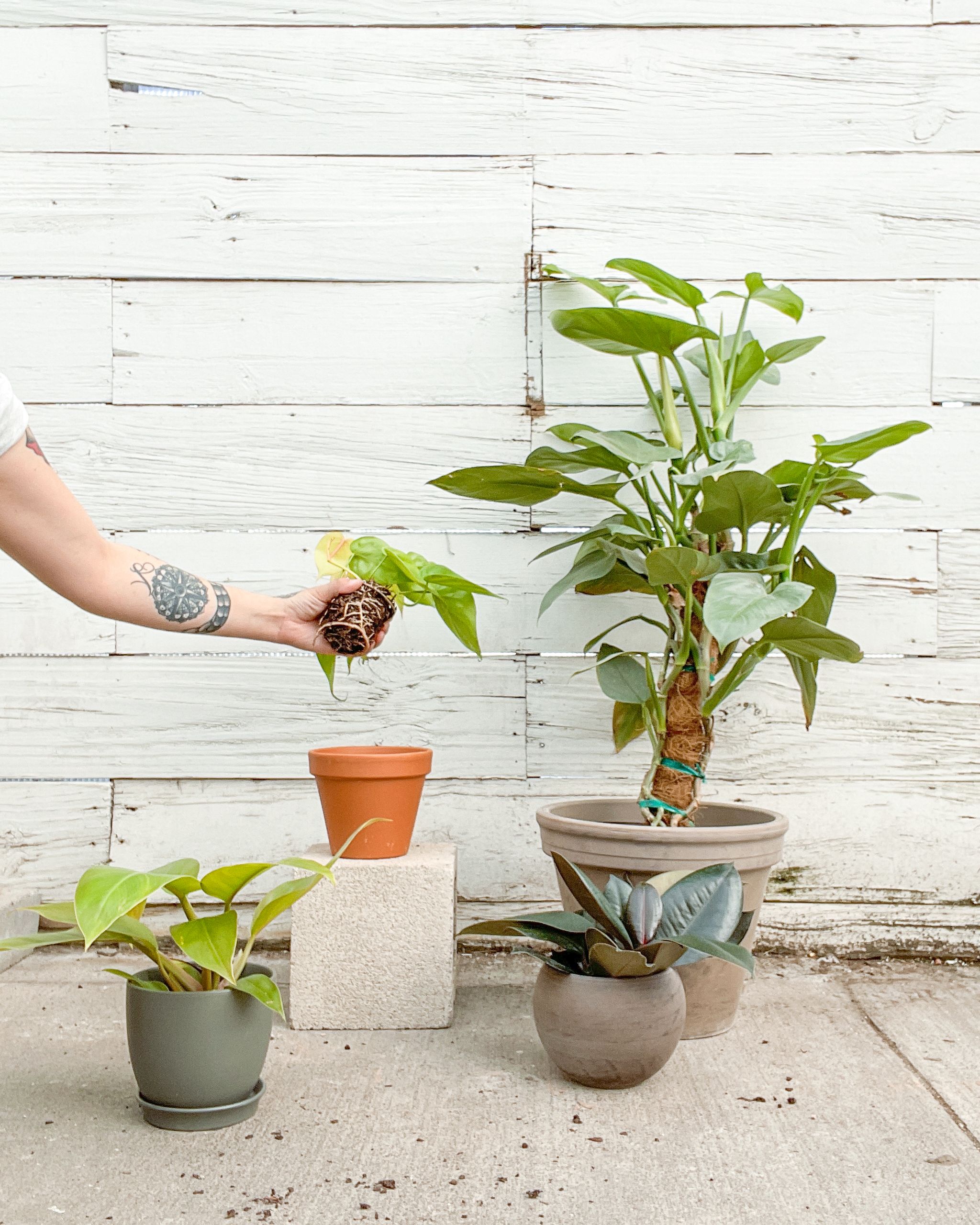 A Beginners Guide to Choosing The Best Indoor Potting | Mulhall's