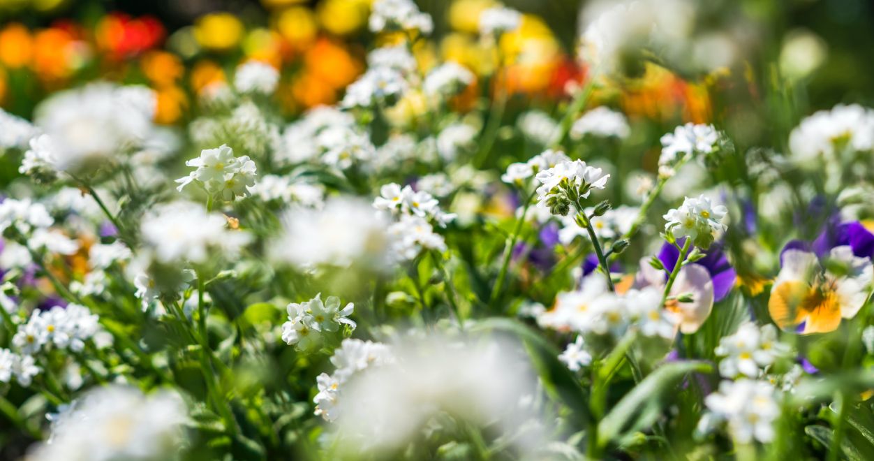 Gardening & Native Plant Blogs | Mulhall's in Omaha, NE