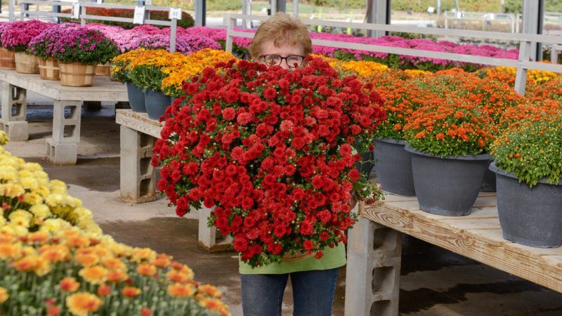 Fall Annual Blooms | Fall Plants for Your Garden | Mulhall's
