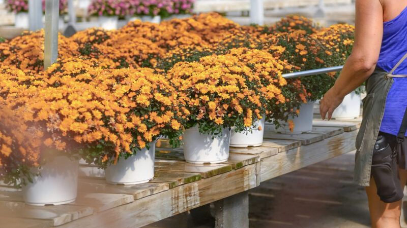 Mums: The Ultimate, Iconic Fall Plant | Mullhall's