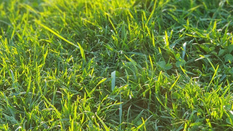 Mastering Your Lawn with the Scotts 4 Step Lawn Care Program | Mulhalls