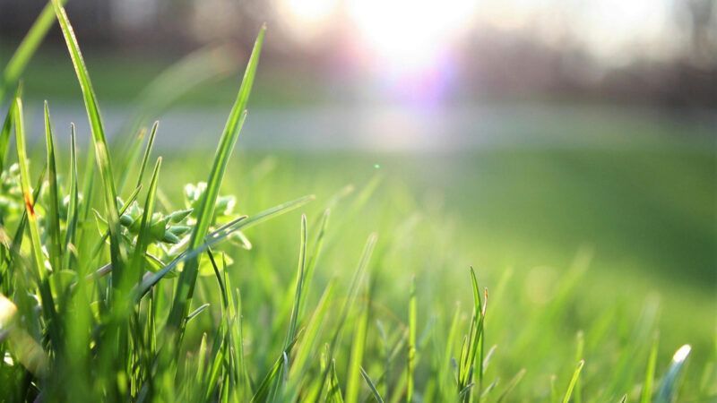 Mastering Your Lawn with the Scotts 4 Step Lawn Care Program ...