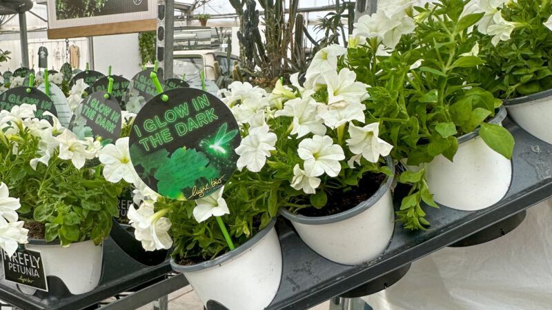 How to Grow & Care for Firefly Petunias | Mulhalls